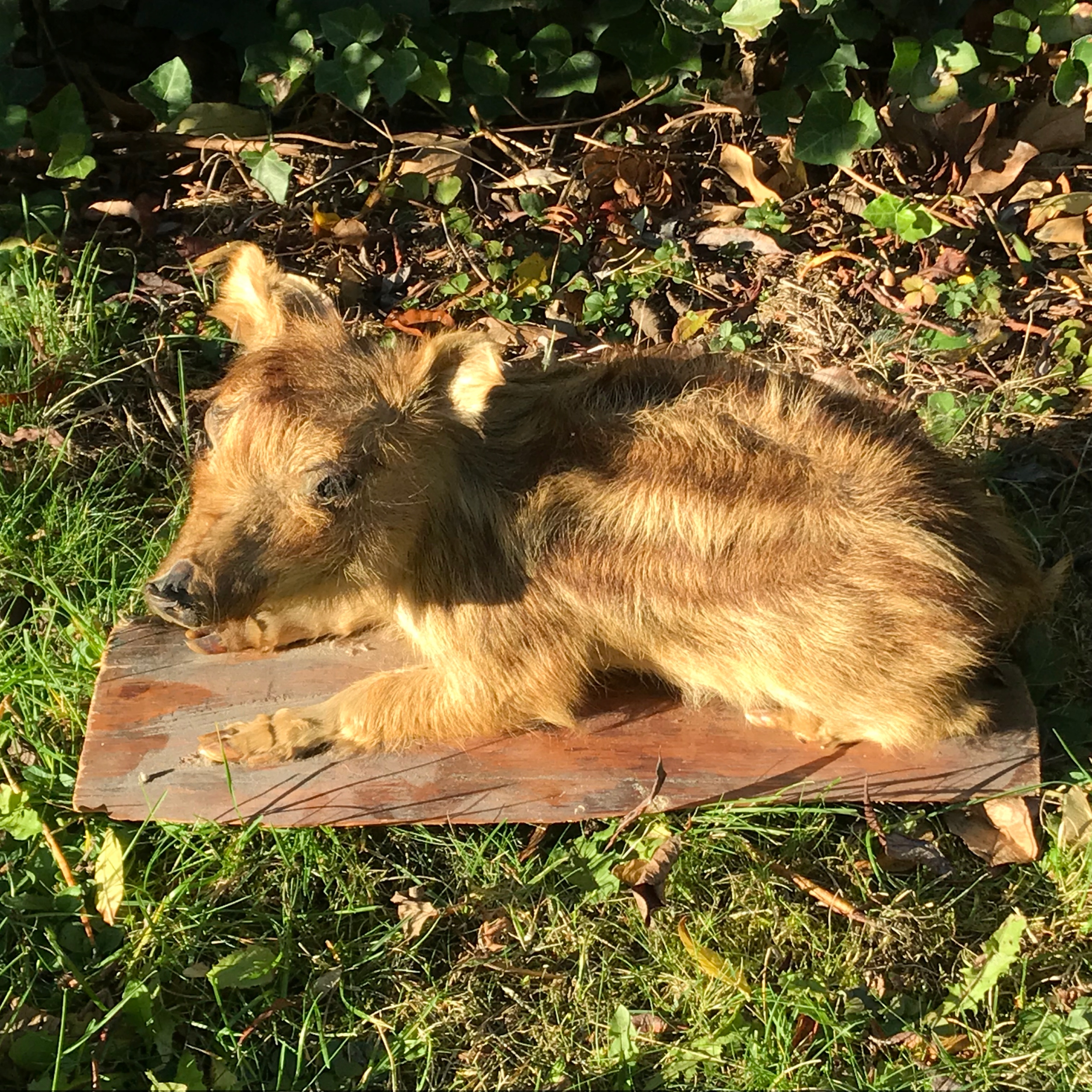 Warchlak młody dzik trofeum myśliwskie - 7655048290 - oficjalne ...