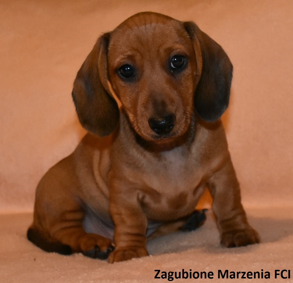 Jamnik krótkowłosy miniaturowy z rodow. FCI - 7138855573 - oficjalne archiwum Allegro