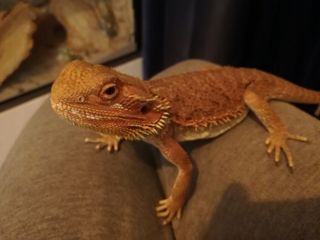 AGAMA BRODATA ORANGE POMARAŃCZOWA JASZCZURKA - 7705554074 - oficjalne ...