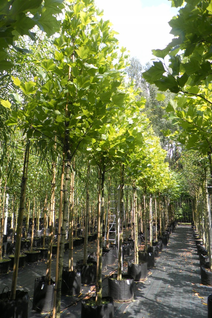 PLATAN KLONOLISTNY 'PYRAMIDALIS' (PLATANUS) - 7108836516 - oficjalne ...