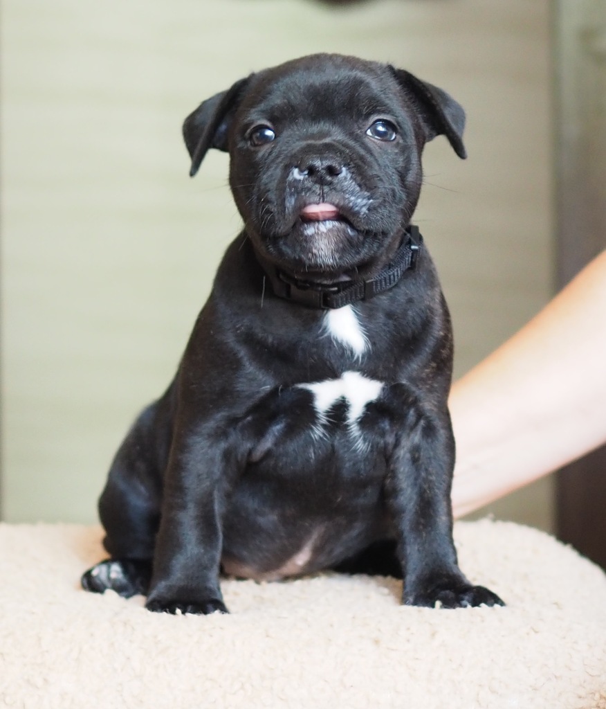 staffordshire bull terrier, staffik - szczenięta - 7417072243 ...